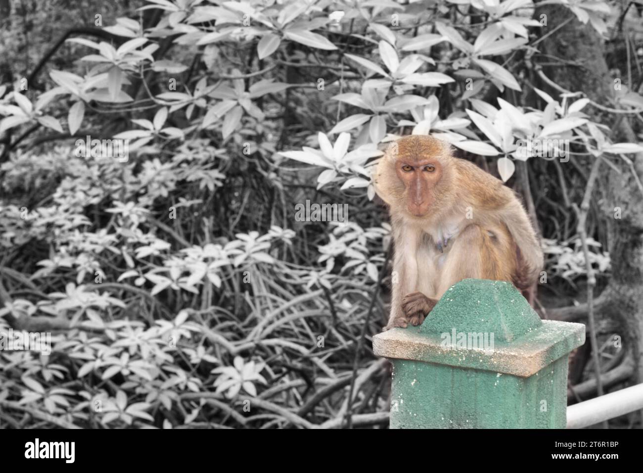 infrared image of the macaque monkey activities at the mangrove forest ...
