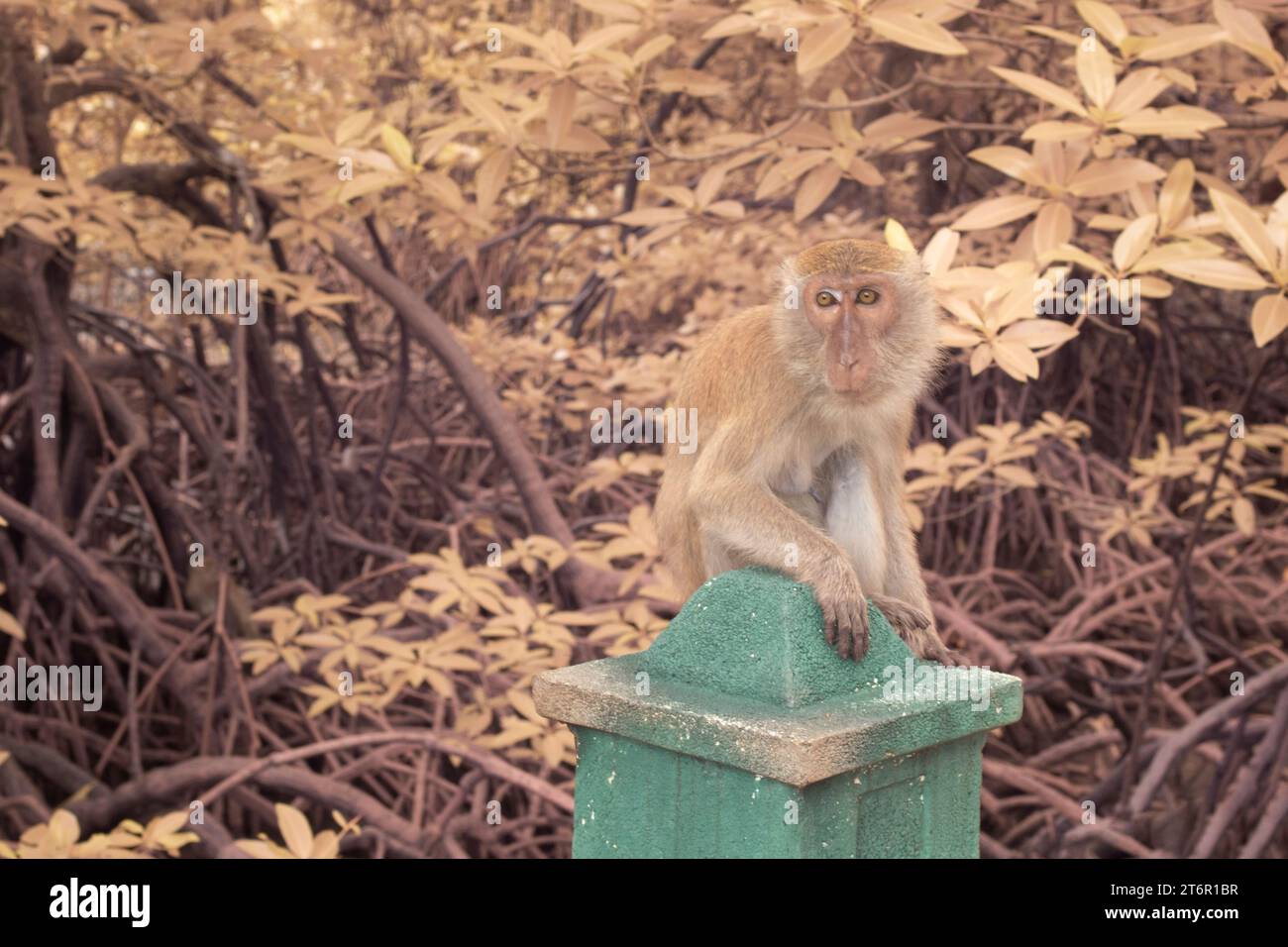 infrared image of the macaque monkey activities at the mangrove forest ...
