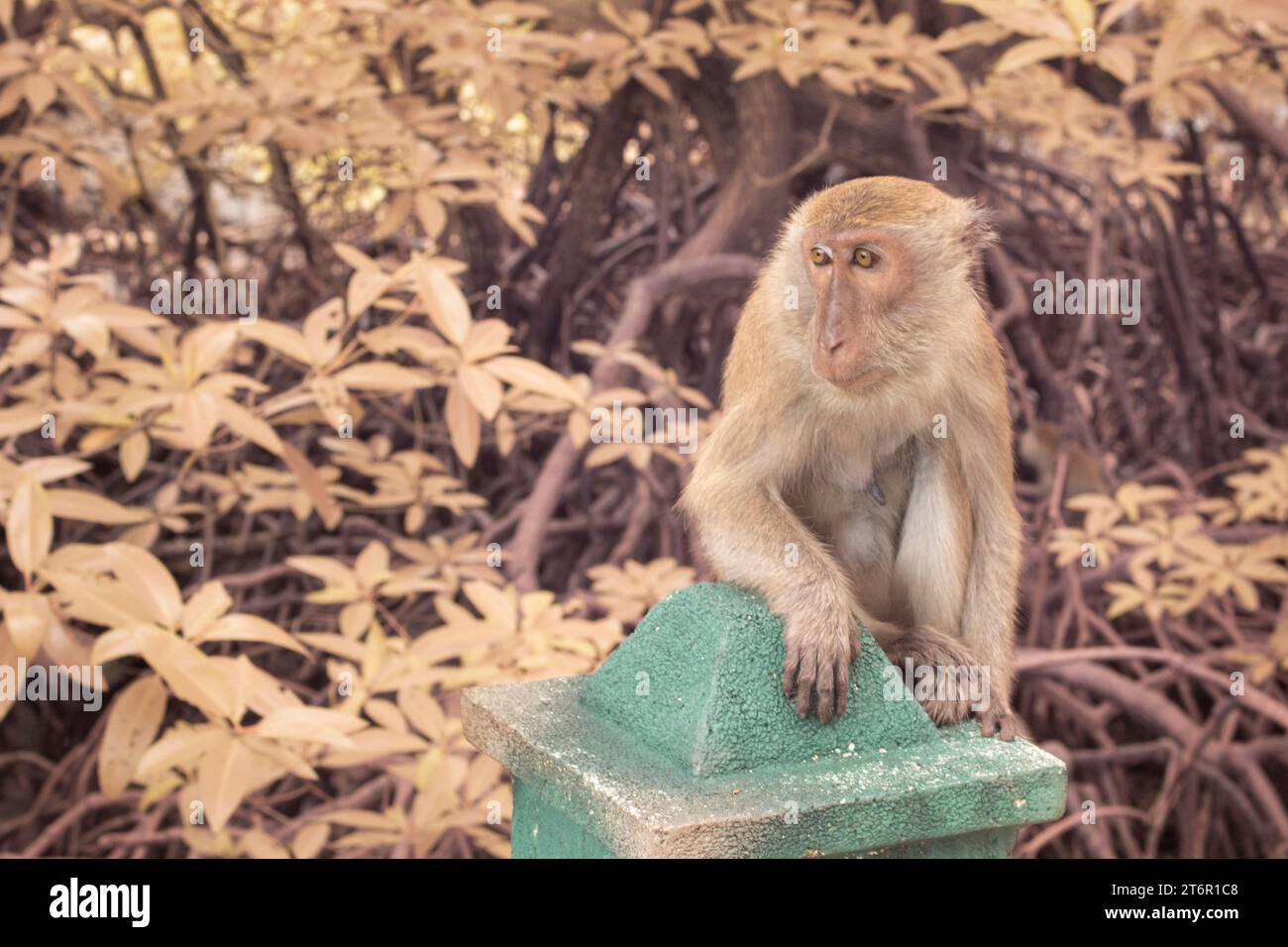 infrared image of the macaque monkey activities at the mangrove forest ...