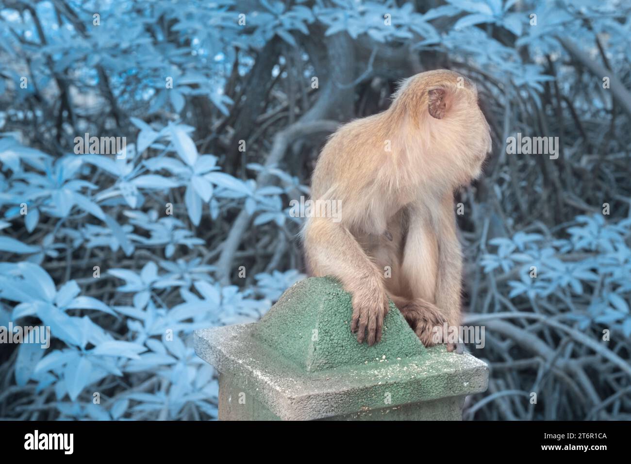 infrared image of the macaque monkey activities at the mangrove forest ...