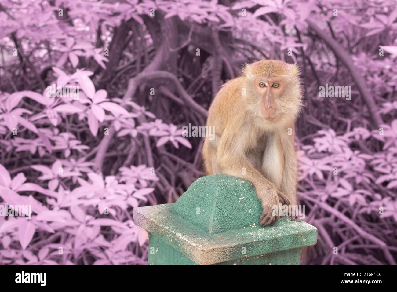 infrared image of the macaque monkey activities at the mangrove forest ...