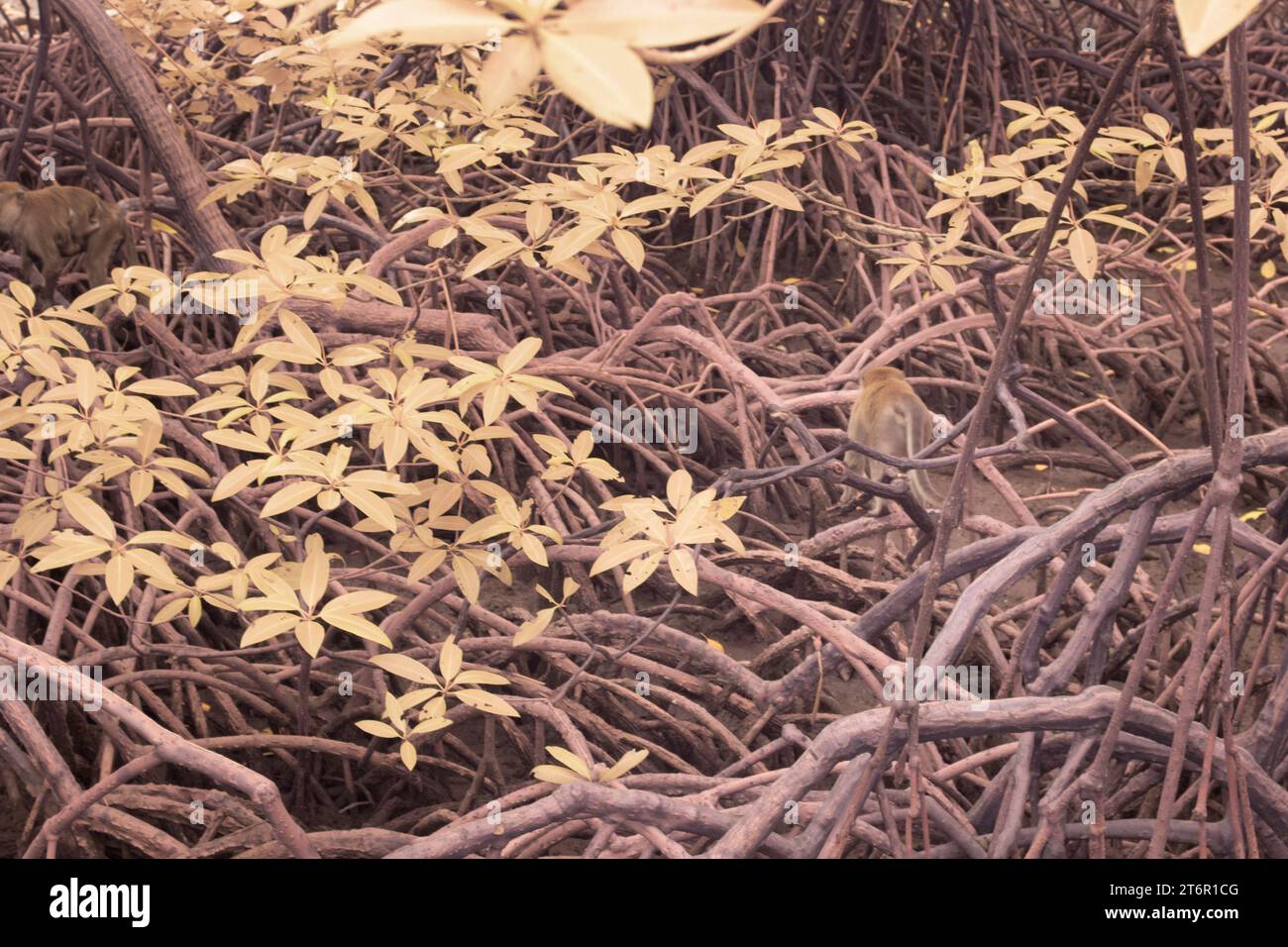 infrared image of the macaque monkey activities at the mangrove forest ...