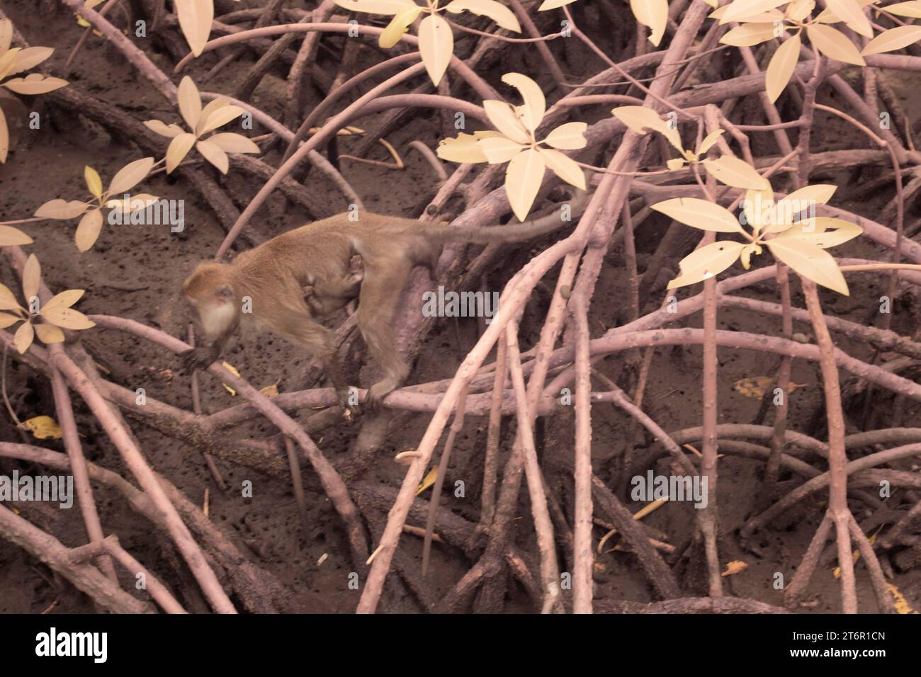 infrared image of the macaque monkey activities at the mangrove forest ...
