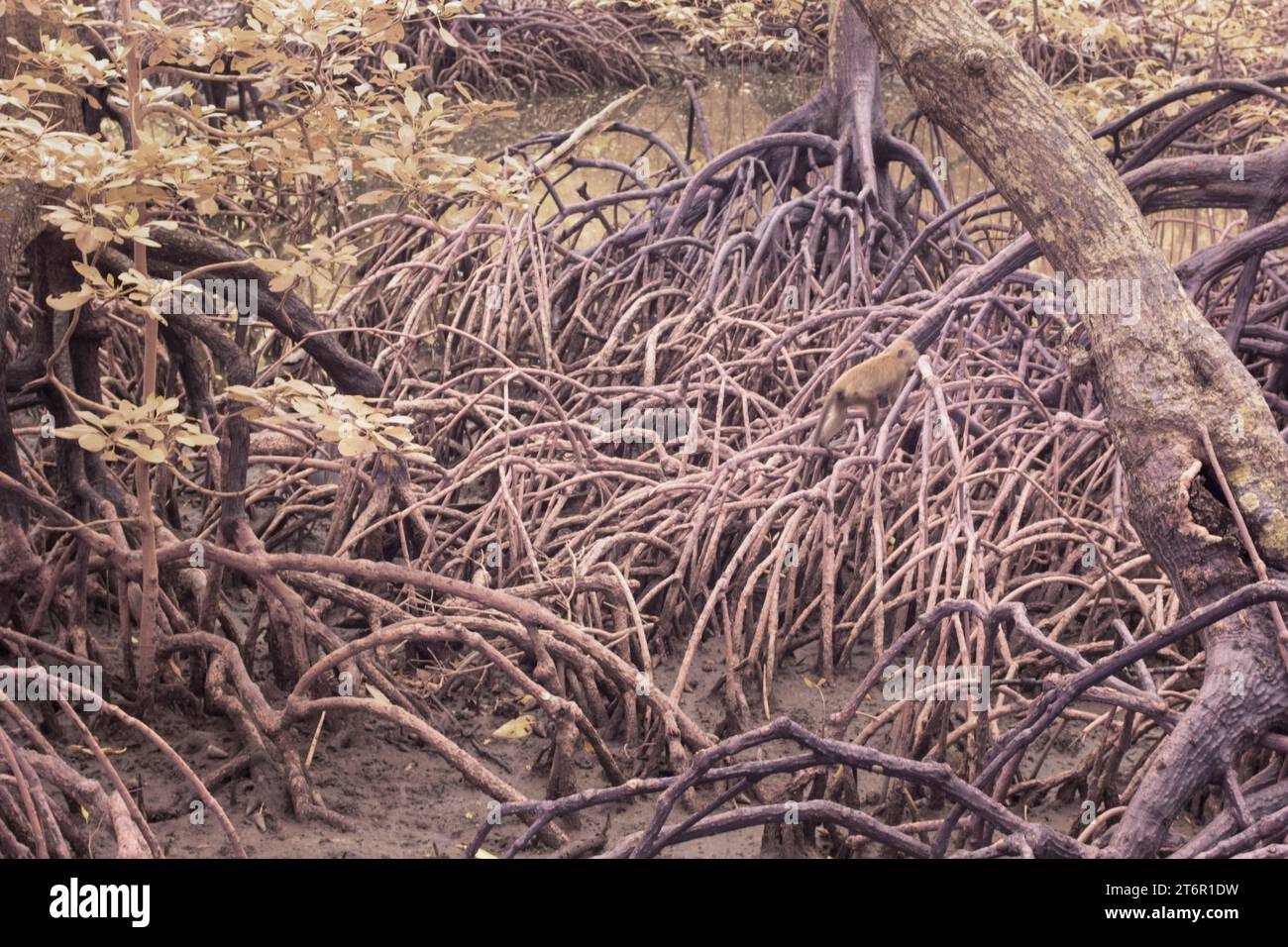 infrared image of the macaque monkey activities at the mangrove forest ...