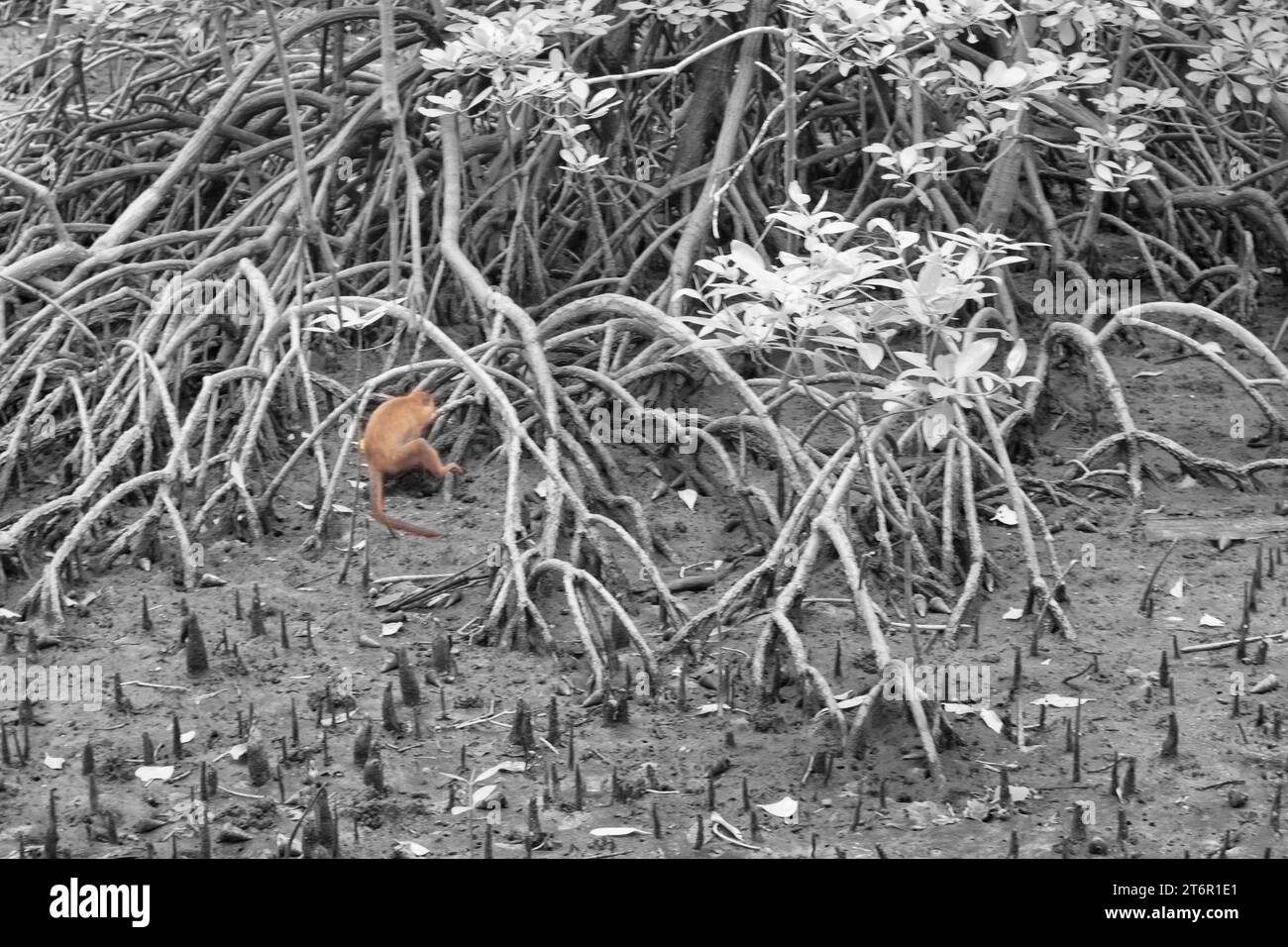 infrared image of the macaque monkey activities at the mangrove forest ...