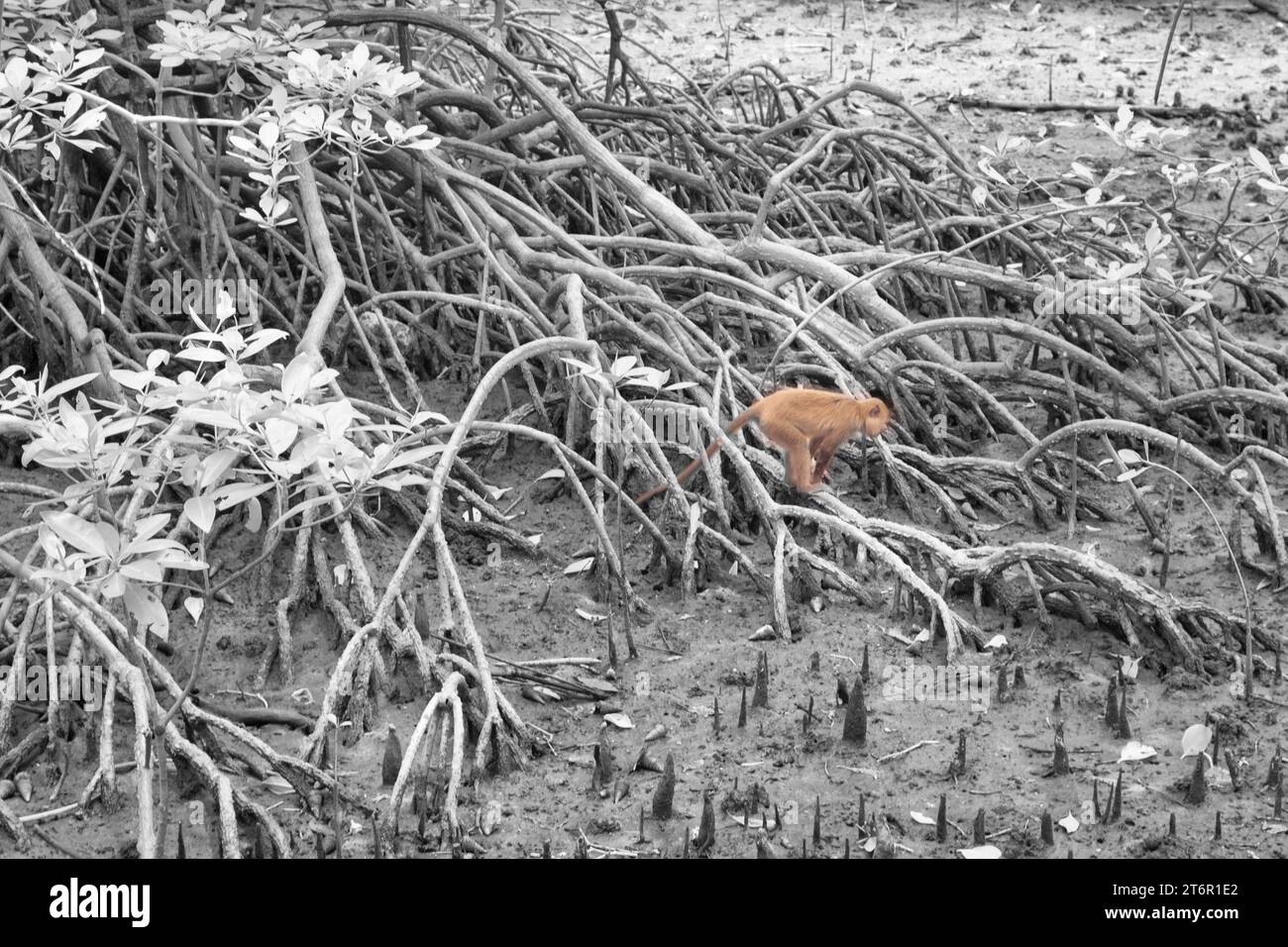 infrared image of the macaque monkey activities at the mangrove forest ...