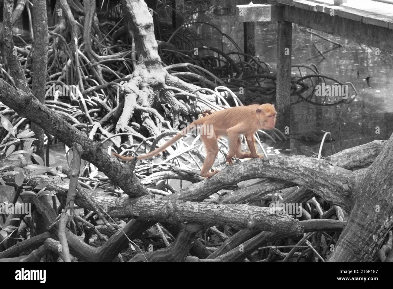infrared image of the macaque monkey activities at the mangrove forest ...