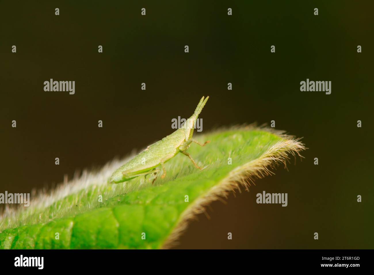 Atractomorpha sinensis Bolvar on plant in the wild Stock Photo - Alamy