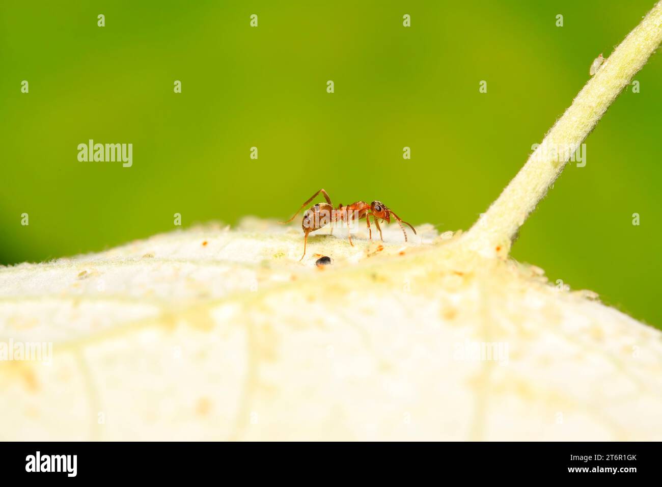 Formica fusca on plant in the wild Stock Photo - Alamy