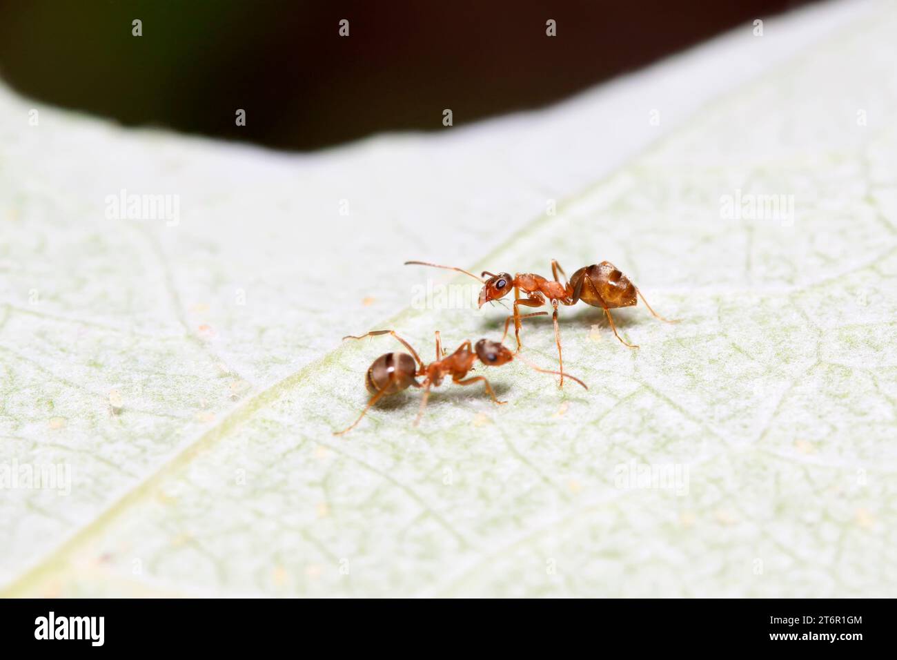 Formica fusca on plant in the wild Stock Photo - Alamy
