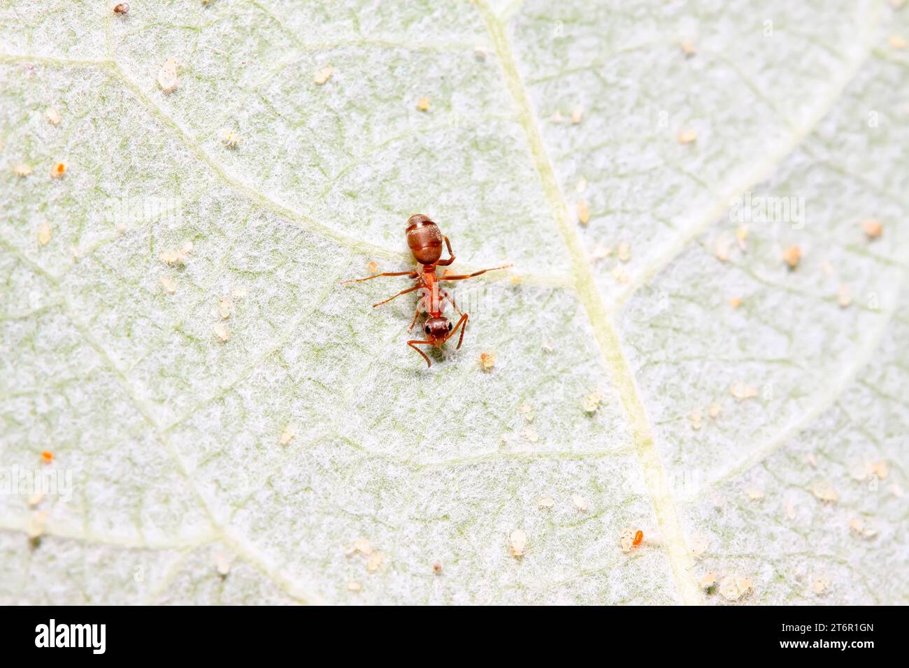 Formica fusca on plant in the wild Stock Photo - Alamy