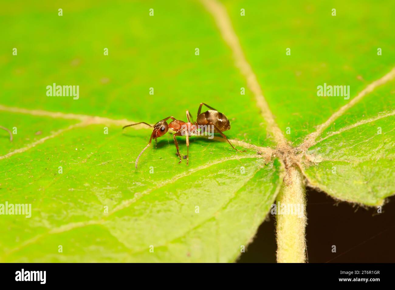Formica fusca on plant in the wild Stock Photo - Alamy
