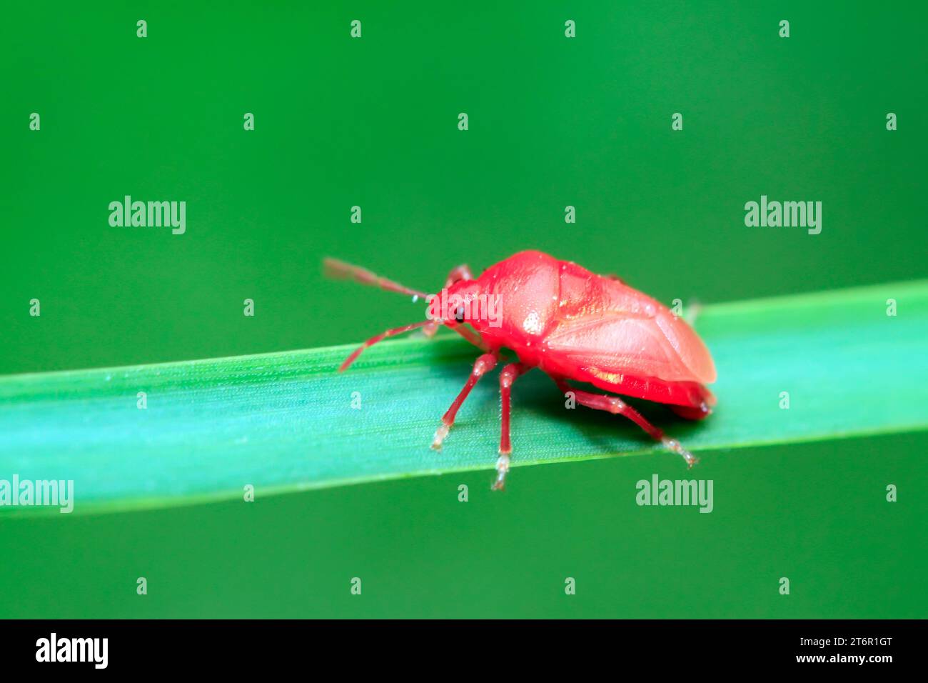 Zicrona caerulea hi-res stock photography and images - Alamy
