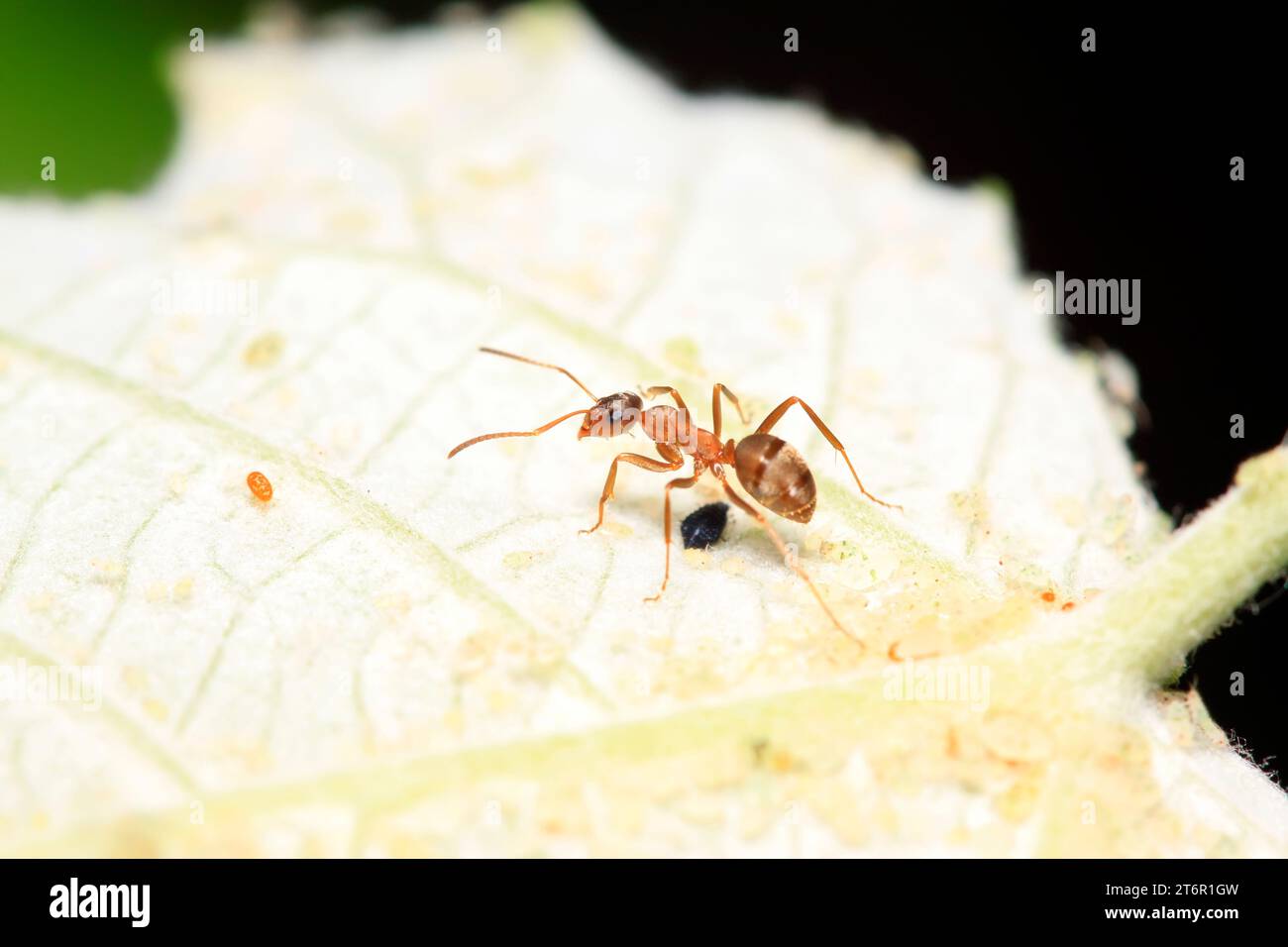 Formica fusca on plant in the wild Stock Photo - Alamy