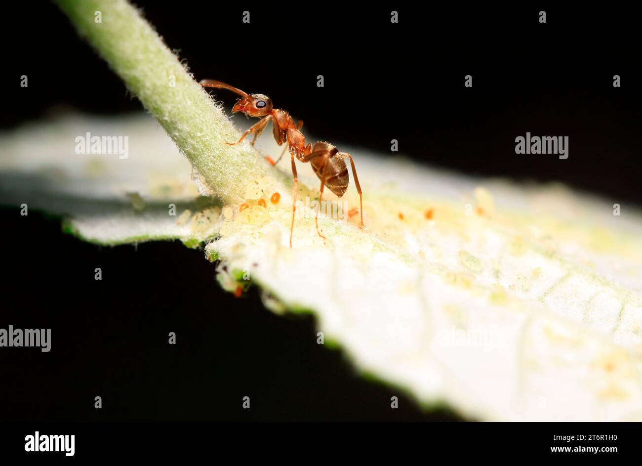 Formica fusca on plant in the wild Stock Photo - Alamy