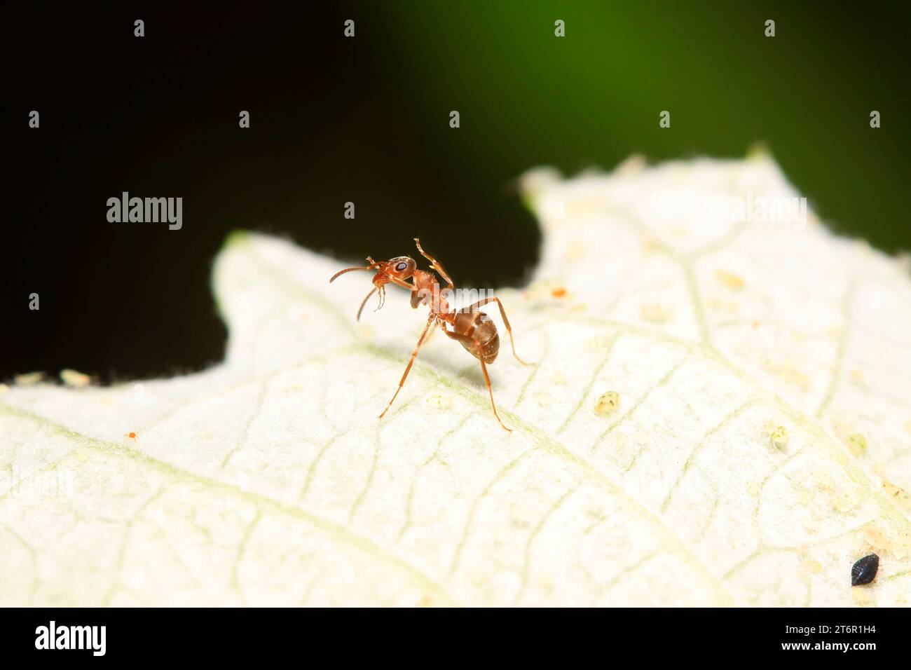 Formica fusca on plant in the wild Stock Photo - Alamy