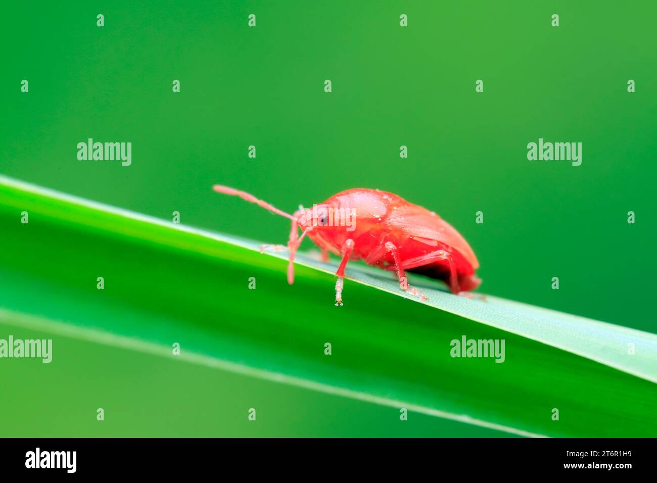Zicrona caerulea hi-res stock photography and images - Alamy