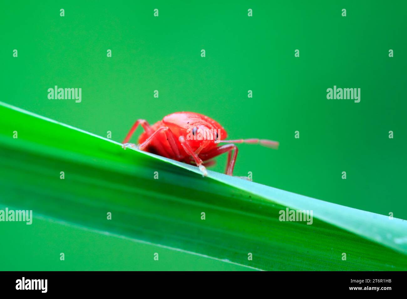Zicrona caerulea on plant in the wild Stock Photo - Alamy