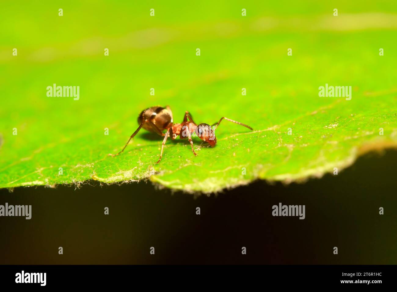 Formica fusca on plant in the wild Stock Photo - Alamy