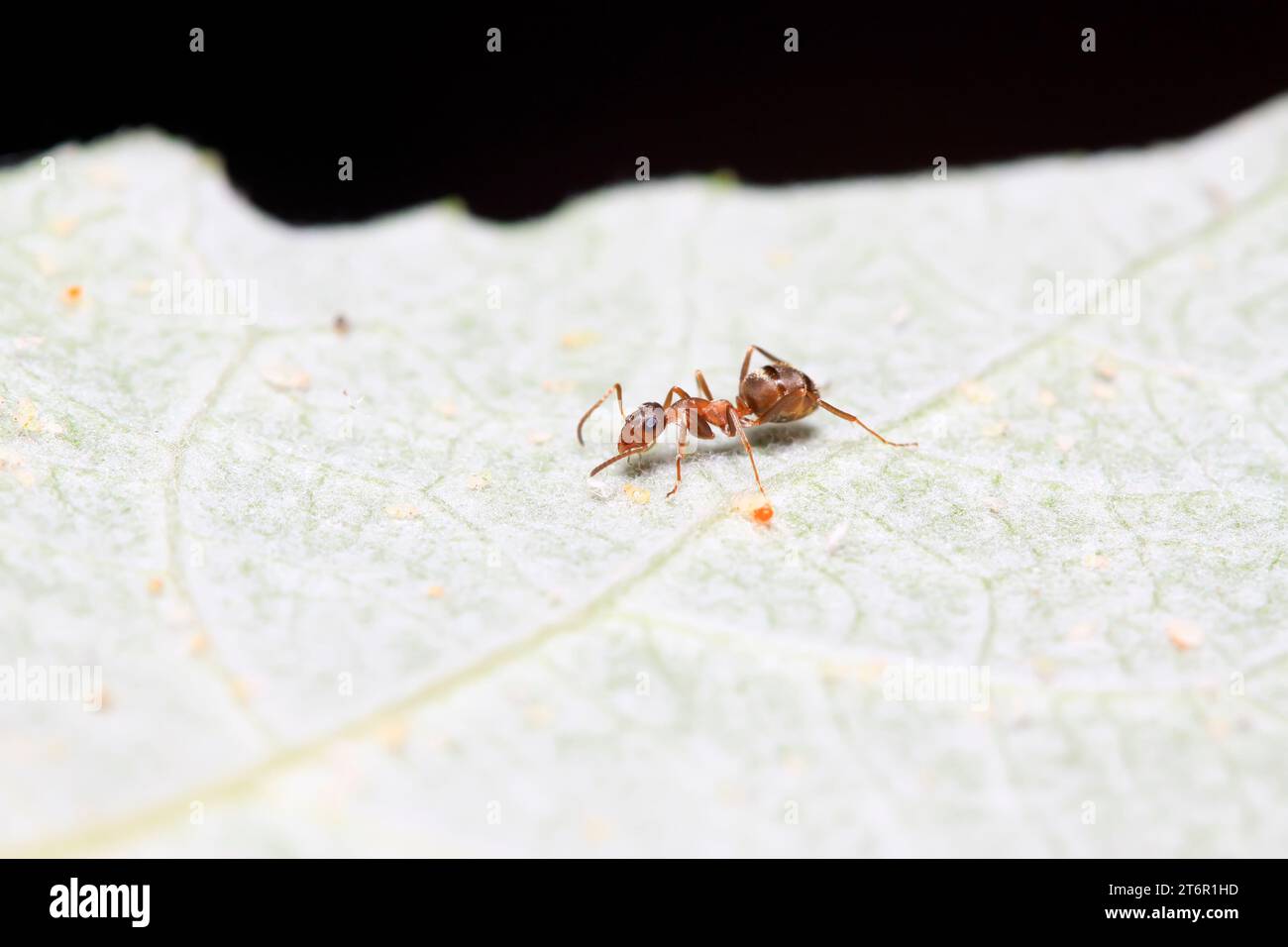 Formica fusca on plant in the wild Stock Photo - Alamy