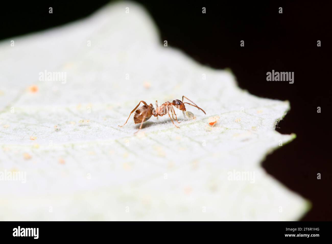 Formica fusca on plant in the wild Stock Photo - Alamy