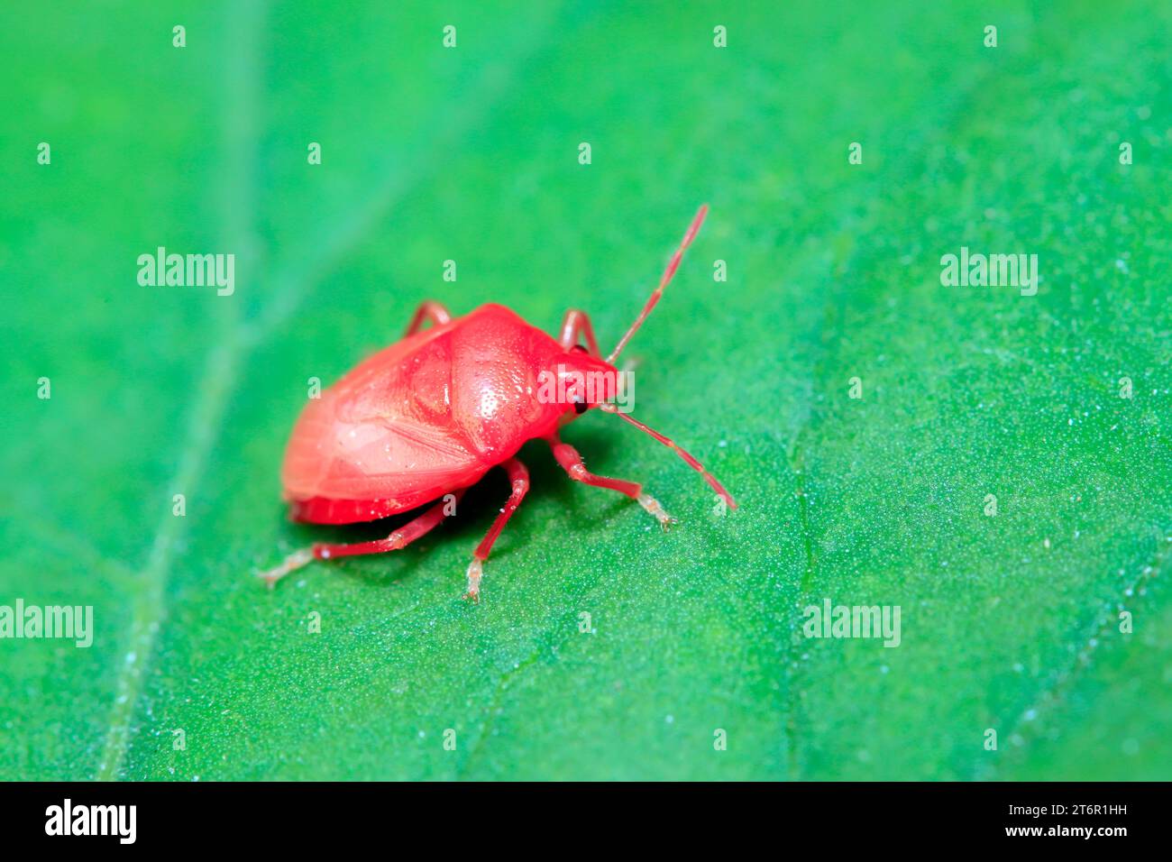 Zicrona caerulea on plant in the wild Stock Photo - Alamy