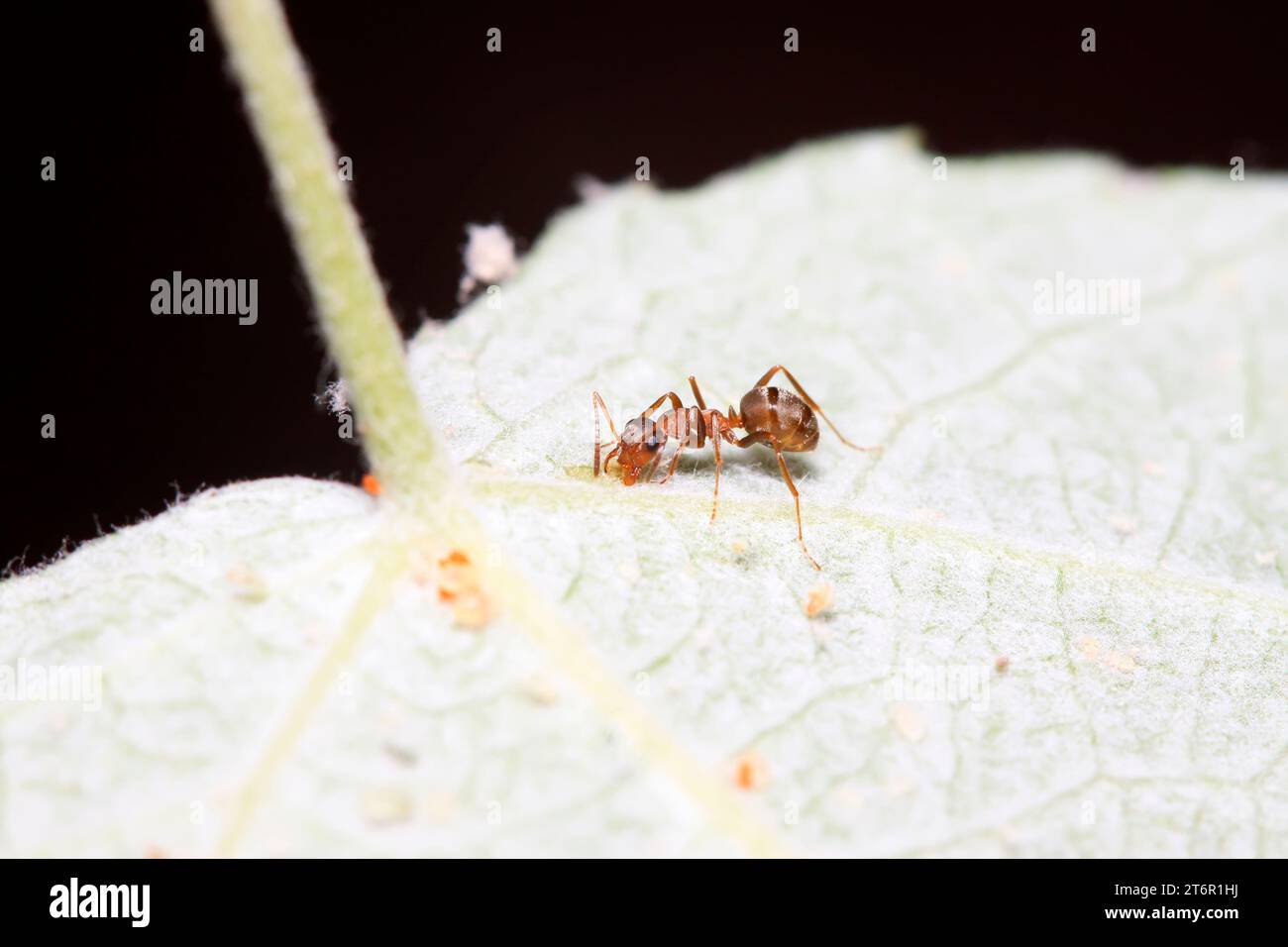 Formica fusca on plant in the wild Stock Photo - Alamy