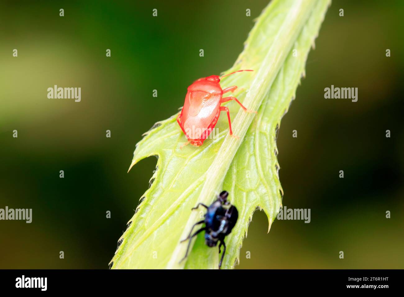 Zicrona caerulea on plant in the wild Stock Photo - Alamy