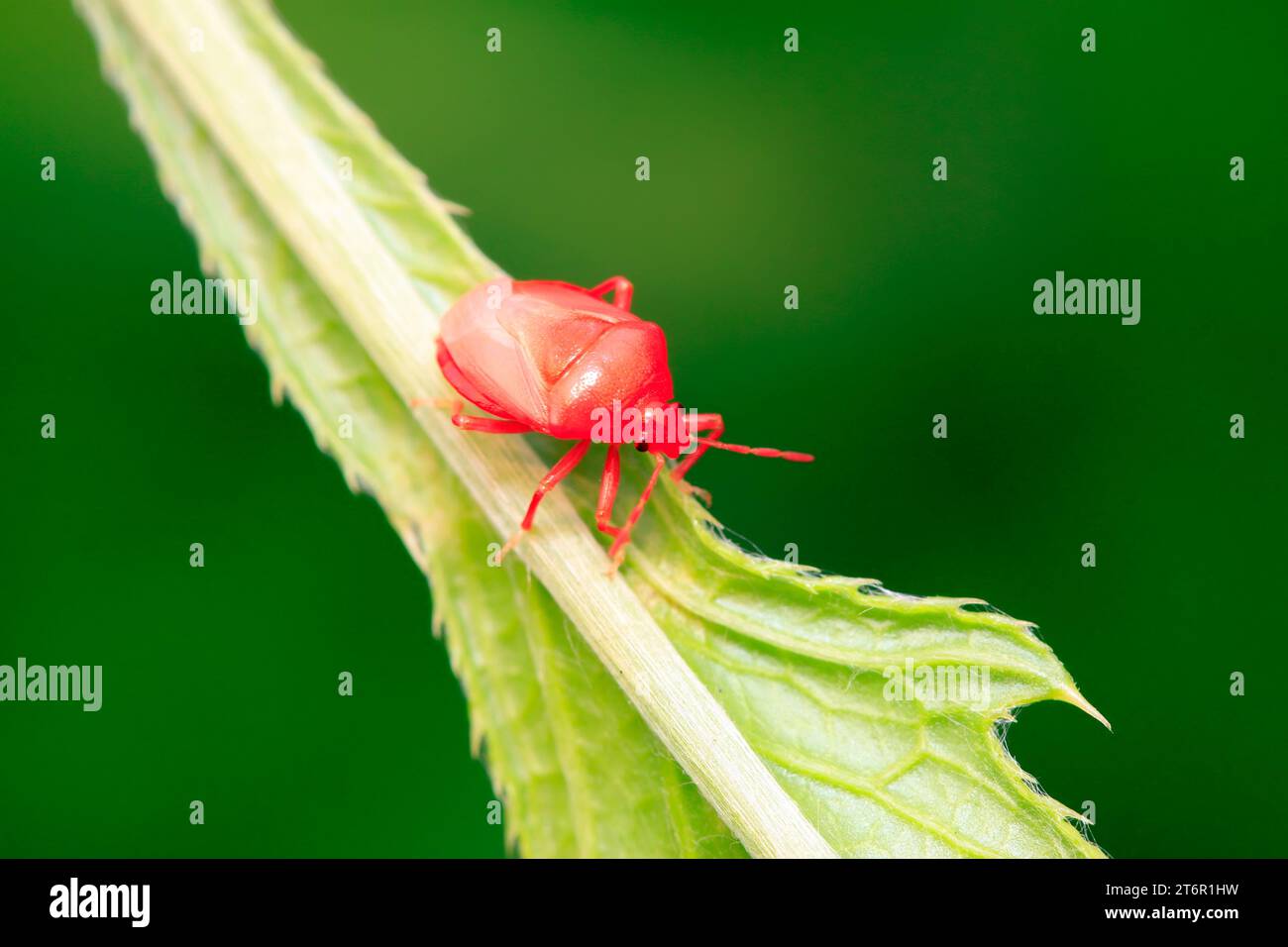 Zicrona caerulea on plant in the wild Stock Photo - Alamy