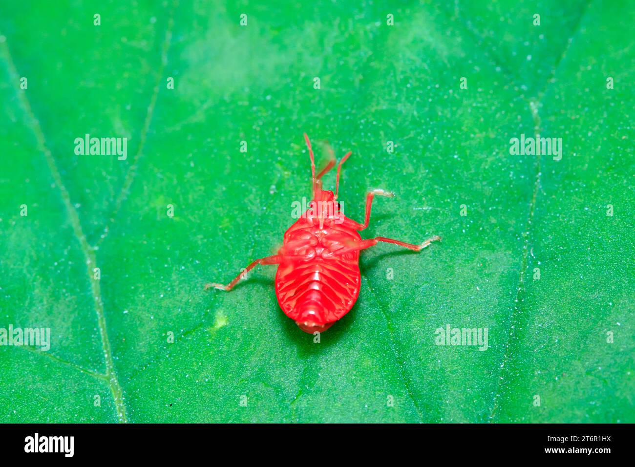 Zicrona caerulea on plant in the wild Stock Photo - Alamy