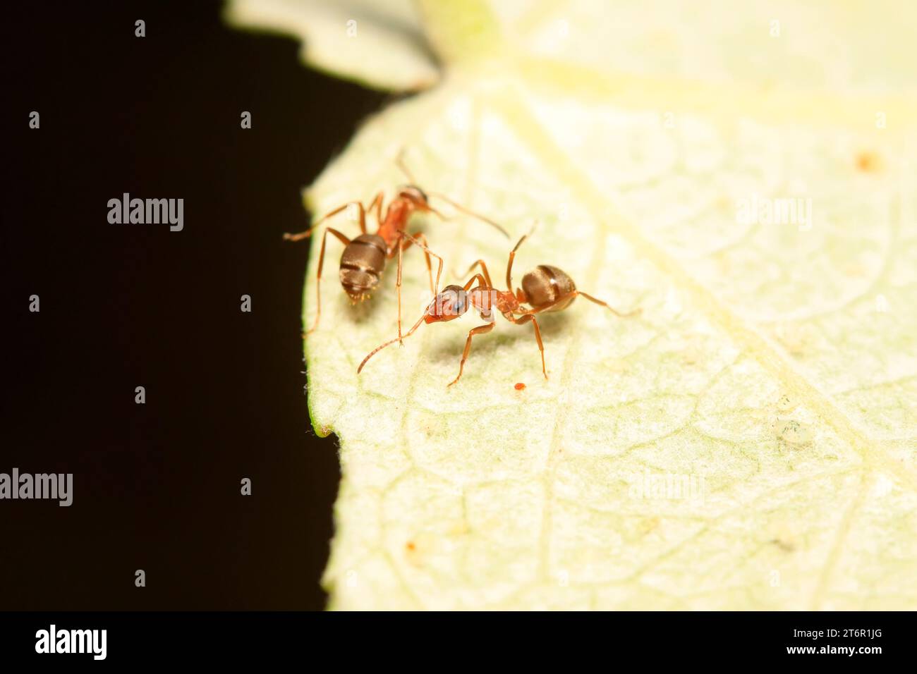Formica fusca on plant in the wild Stock Photo - Alamy