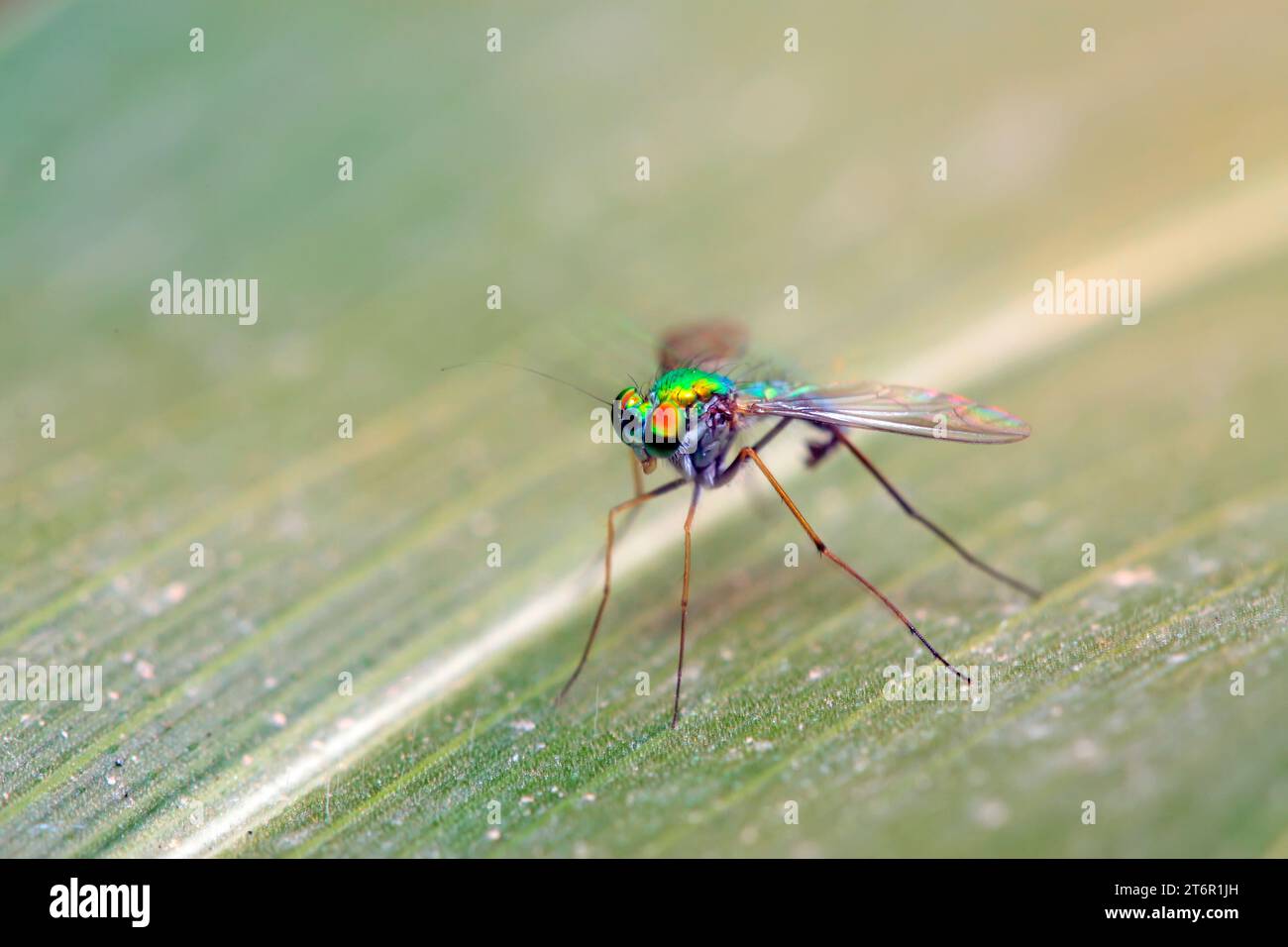 Legs fly hi-res stock photography and images - Alamy