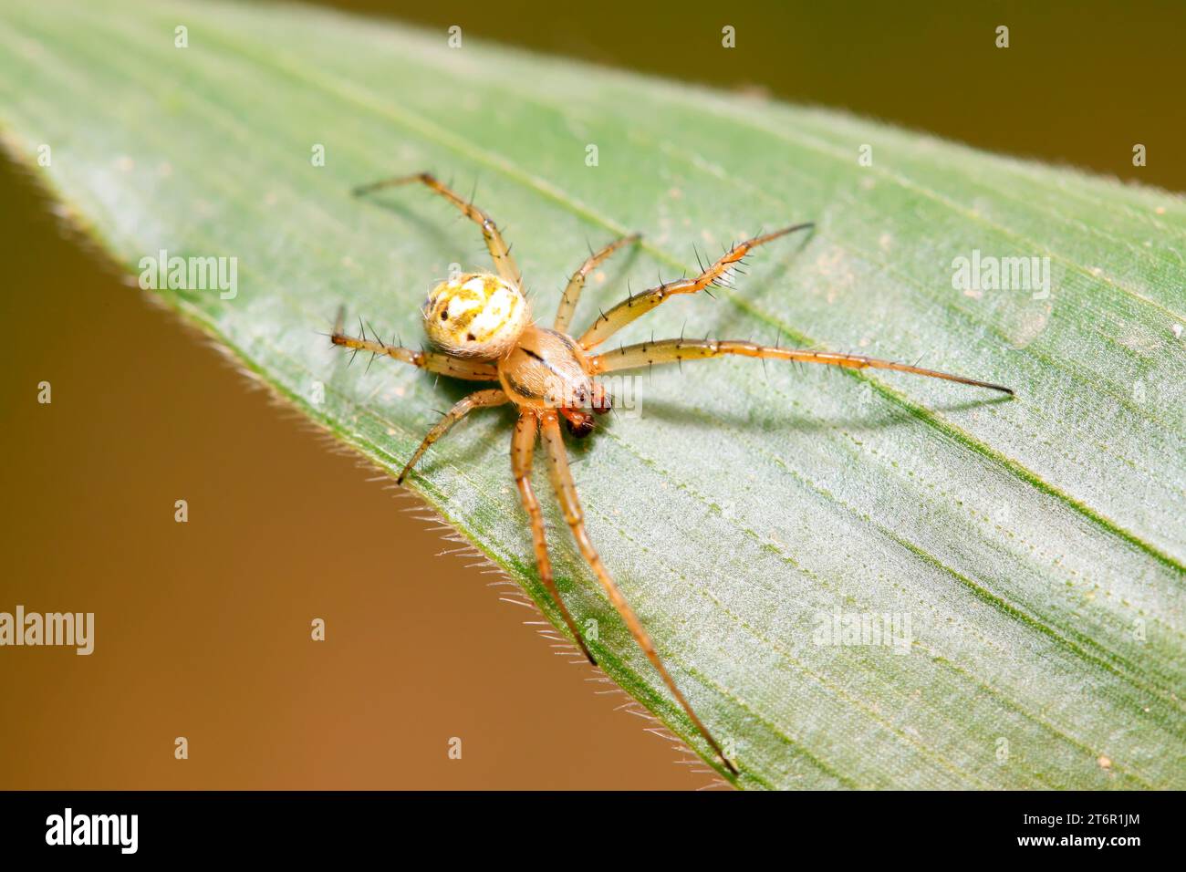spider on plant in the wild Stock Photo - Alamy