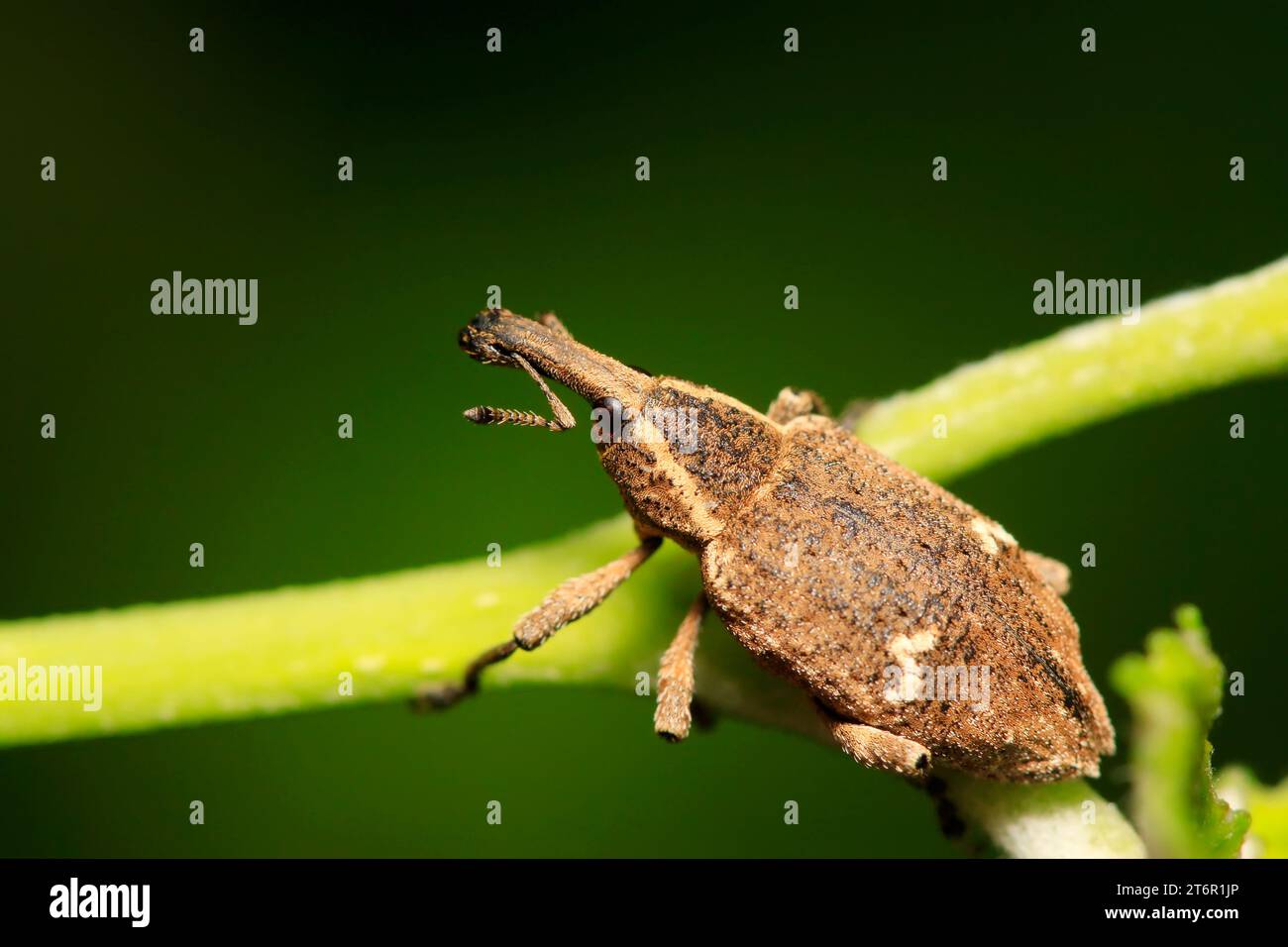 weevil on plant in the wild Stock Photo - Alamy