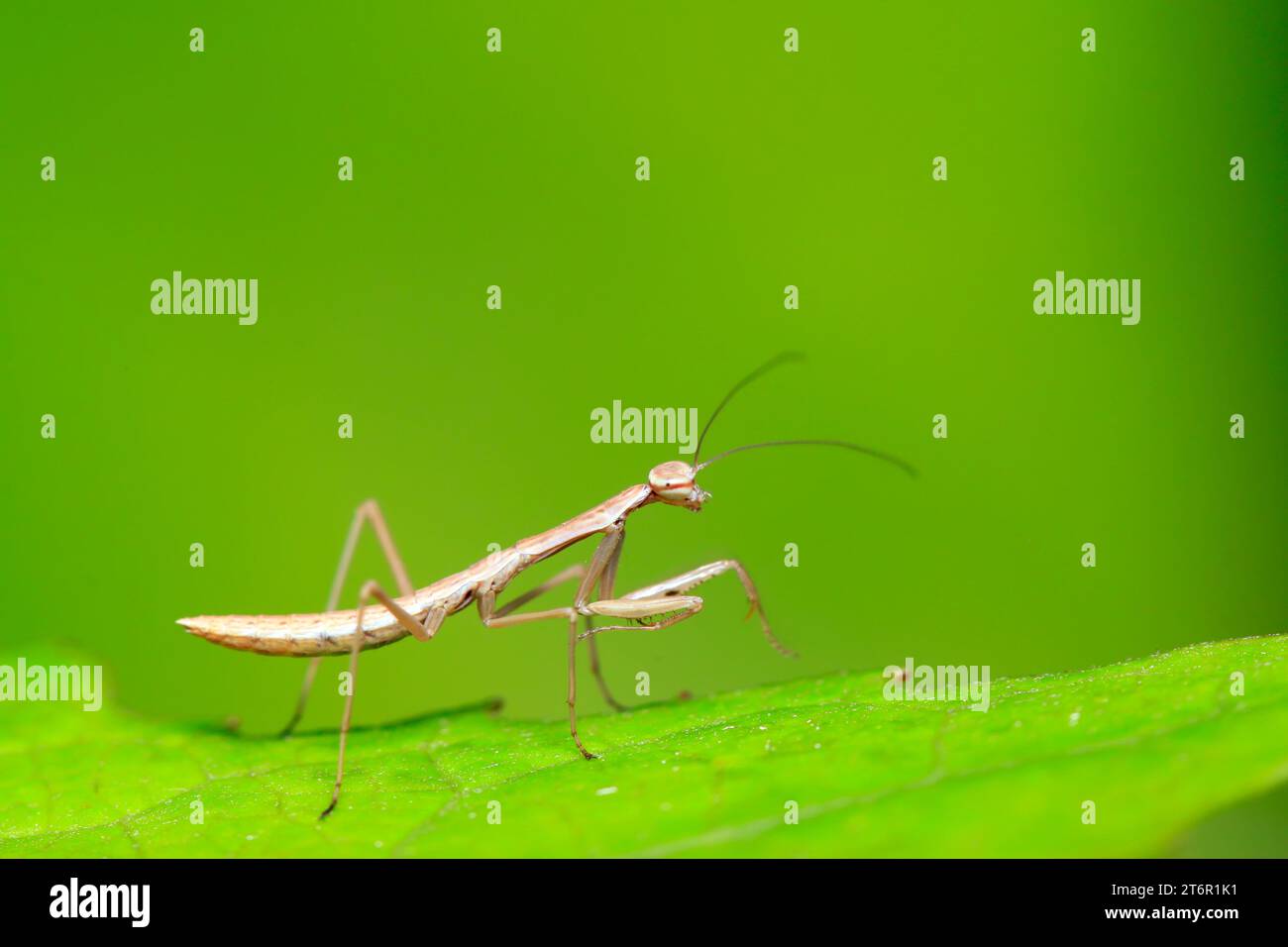 Mantis larvae on plant in the wild Stock Photo - Alamy