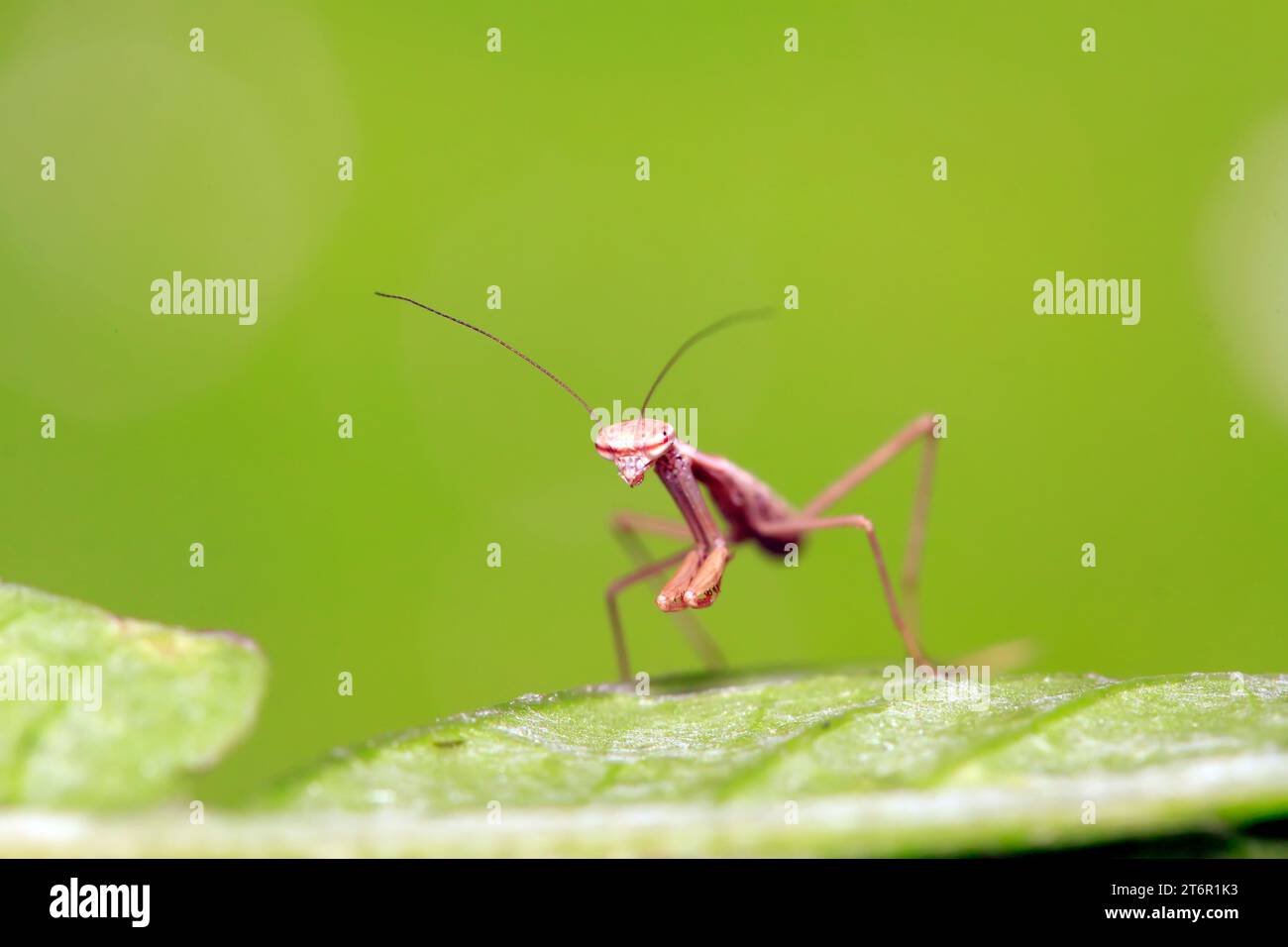 Mantis larvae on plant in the wild Stock Photo - Alamy