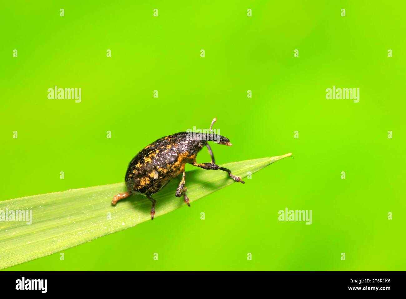 weevil on plant in the wild Stock Photo - Alamy