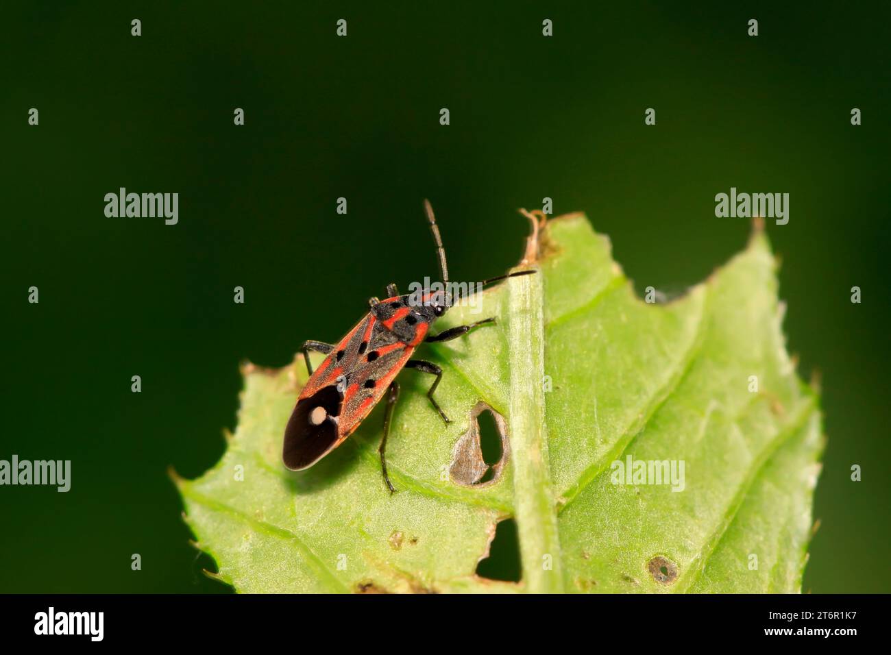 Chinch bugs hi-res stock photography and images - Alamy