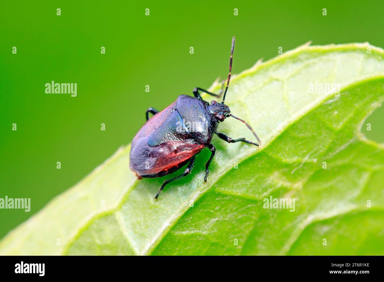 Zicrona caerulea on plant in the wild Stock Photo - Alamy