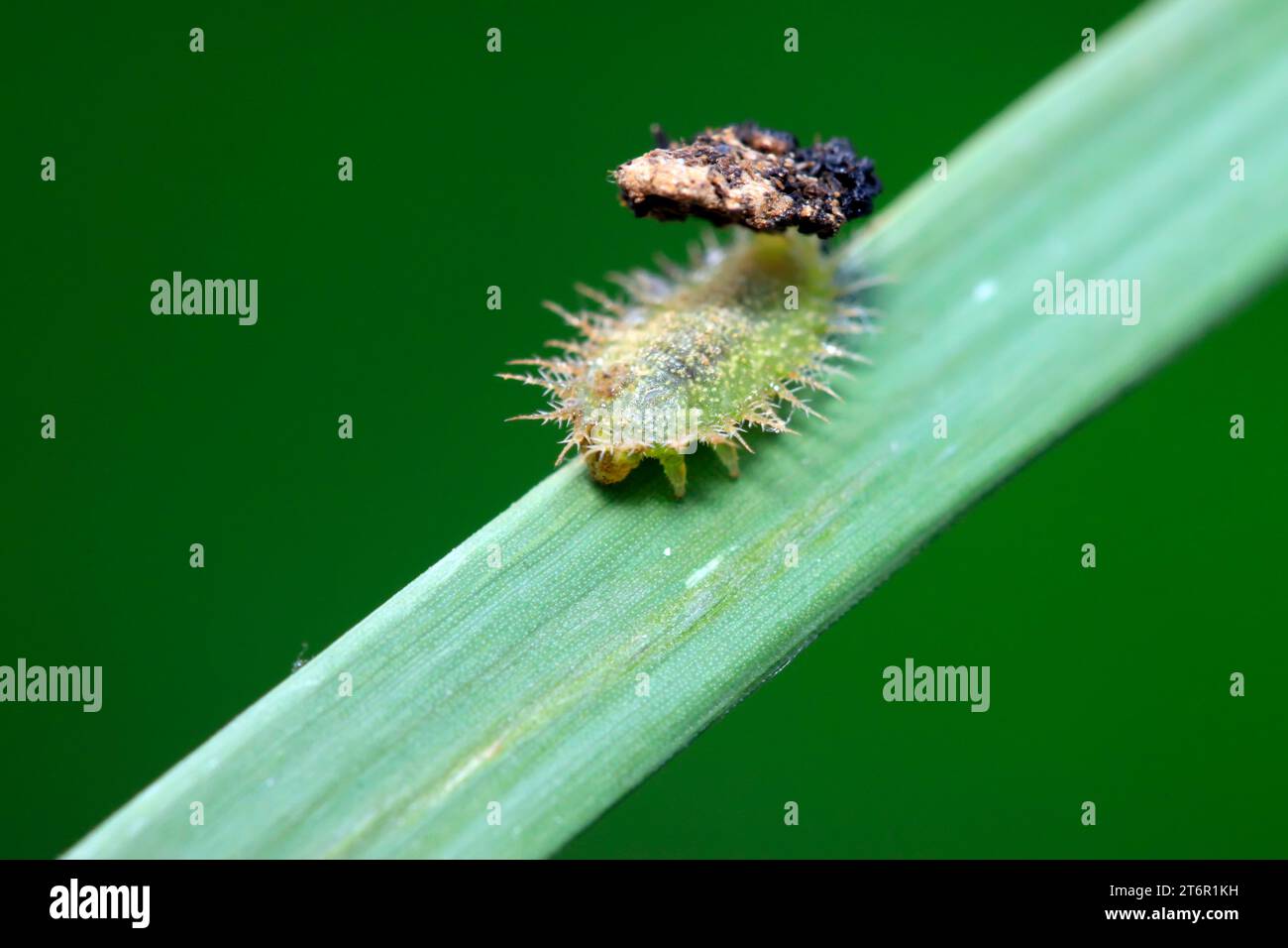 Hispidae insects larvae on plant in the wild Stock Photo - Alamy