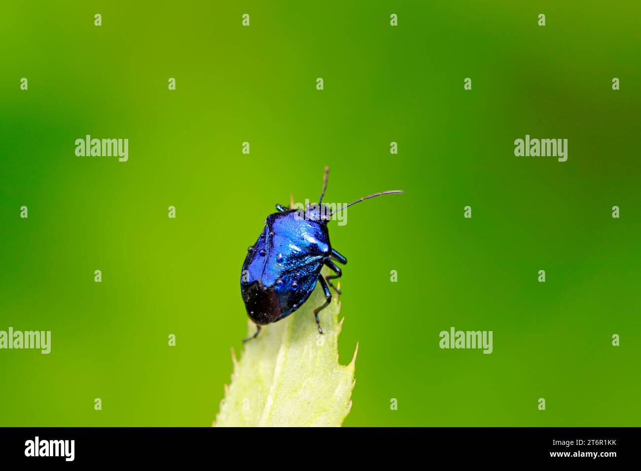 Zicrona caerulea on plant in the wild Stock Photo - Alamy