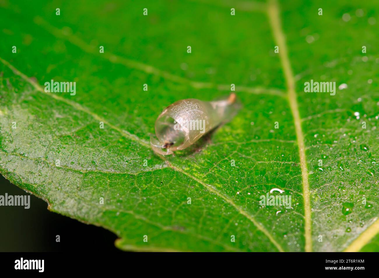 Insect pupa shell on plant in the wild Stock Photo - Alamy