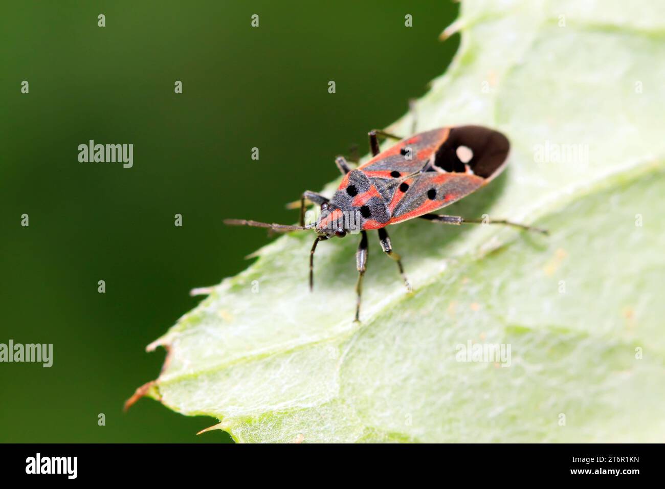 Chinch bugs hi-res stock photography and images - Alamy