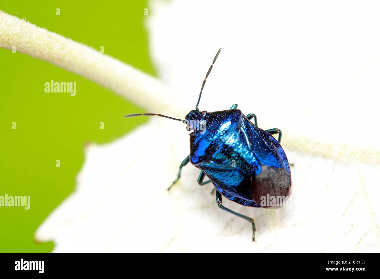 Zicrona caerulea on plant in the wild Stock Photo - Alamy
