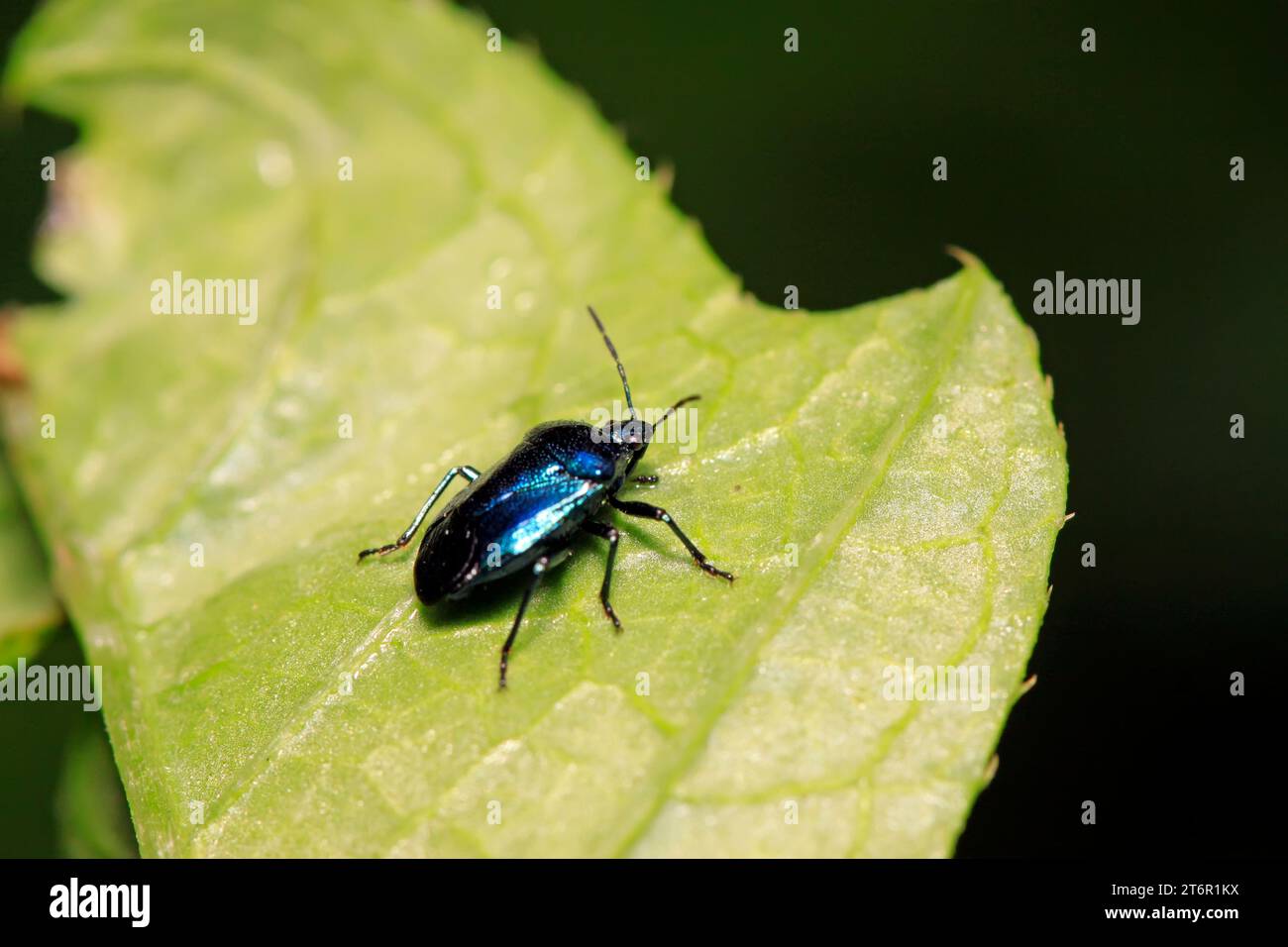 Zicrona caerulea on plant in the wild Stock Photo - Alamy