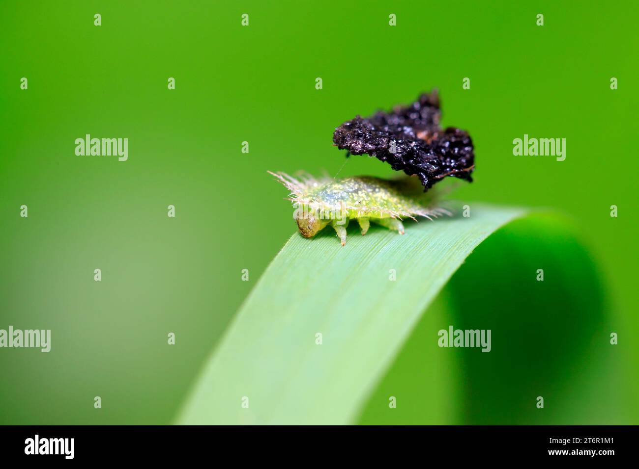 Hispidae insects larvae on plant in the wild Stock Photo - Alamy