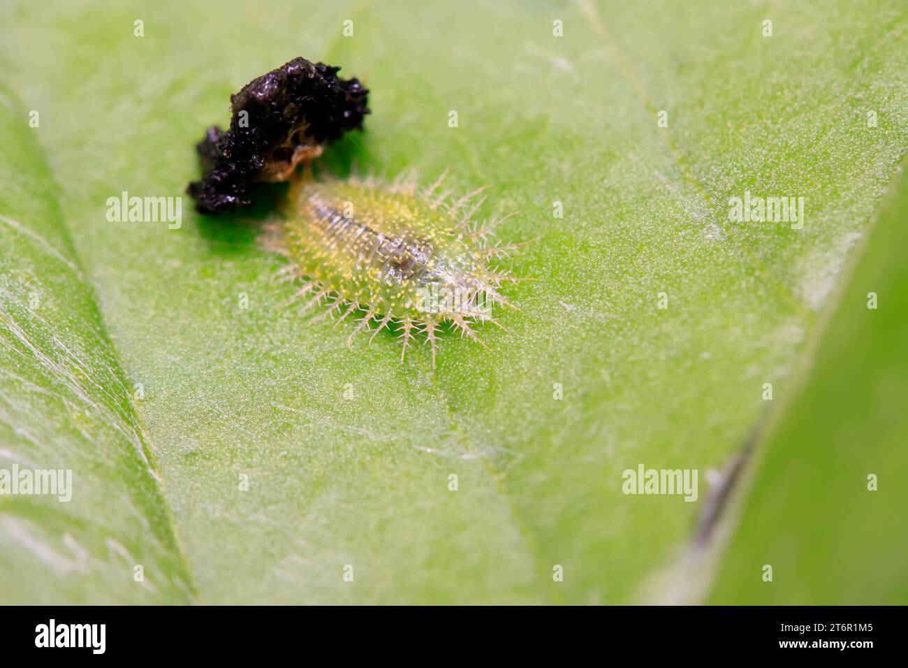 Hispidae insects larvae on plant in the wild Stock Photo - Alamy