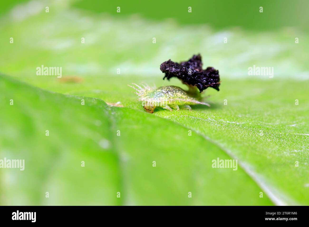 Hispidae insects larvae on plant in the wild Stock Photo - Alamy