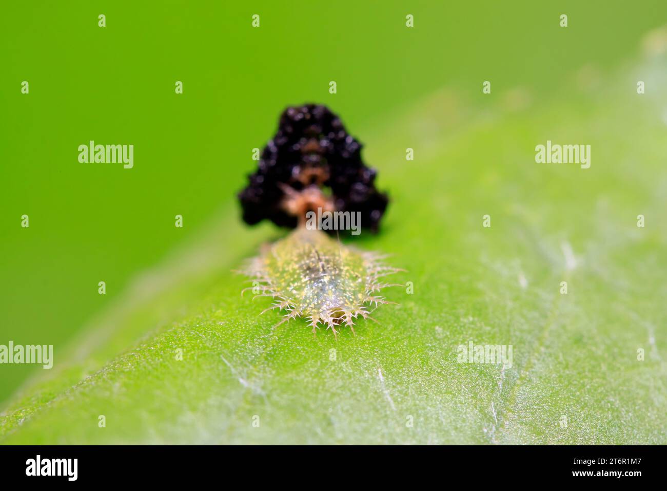 Hispidae insects larvae on plant in the wild Stock Photo - Alamy