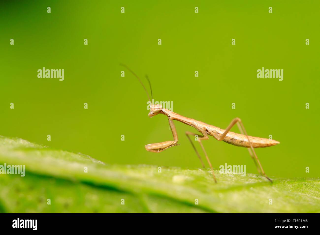 Mantis larvae on plant in the wild Stock Photo - Alamy